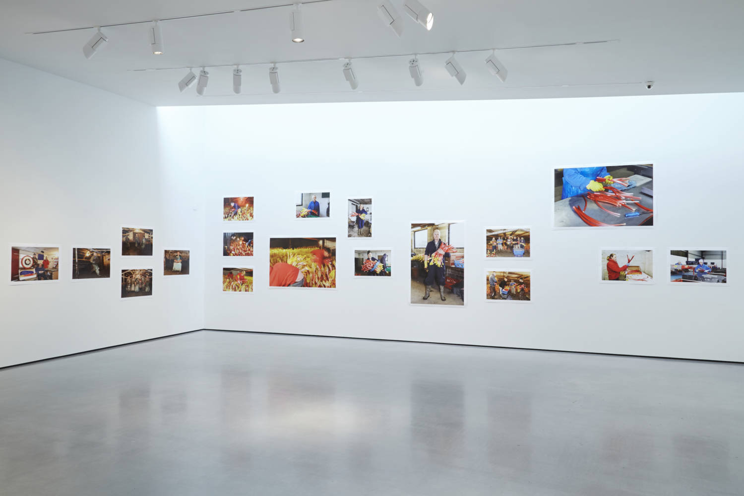 The Rhubarb Triangle And Other Stories: Photographs By Martin Parr