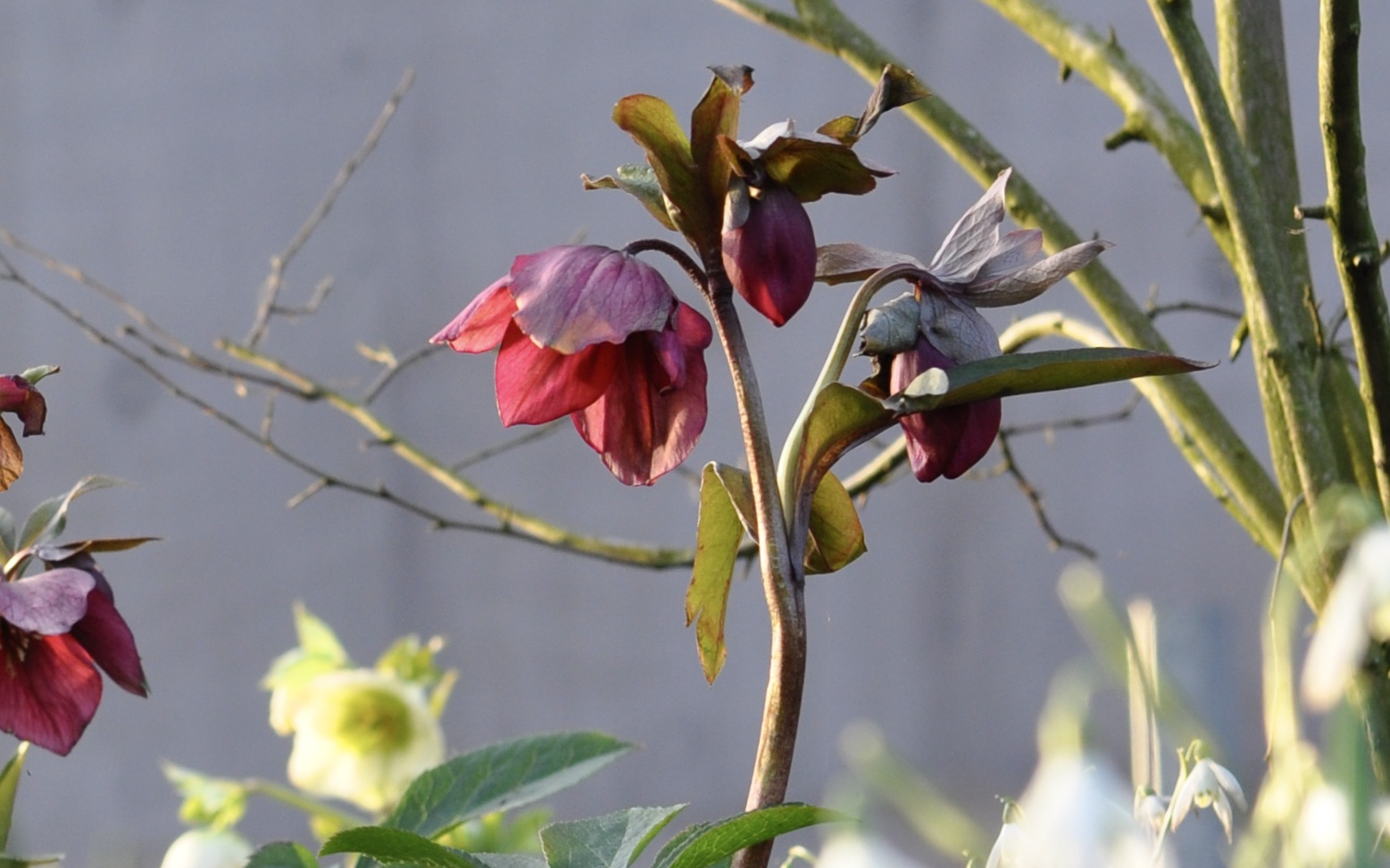 The Hepworth Wakefield Garden