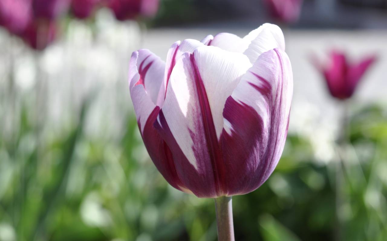 Spring Flower Festival | The Hepworth Wakefield